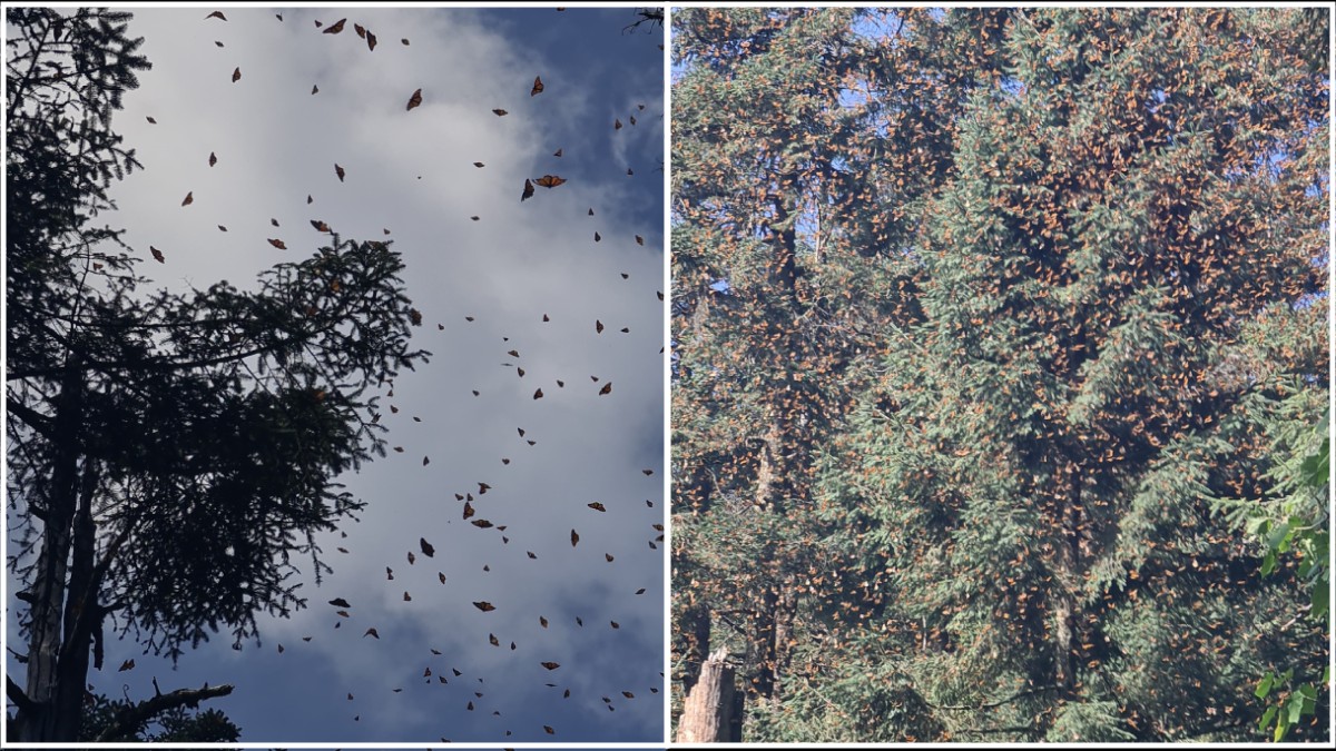 Abren el Santuario Sierra Chincua: miles de mariposas monarca llenan de ...